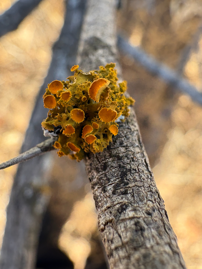Golden-eye Lichen from Bull Canyon Trail-Short Loop, Quanah, TX, US on ...