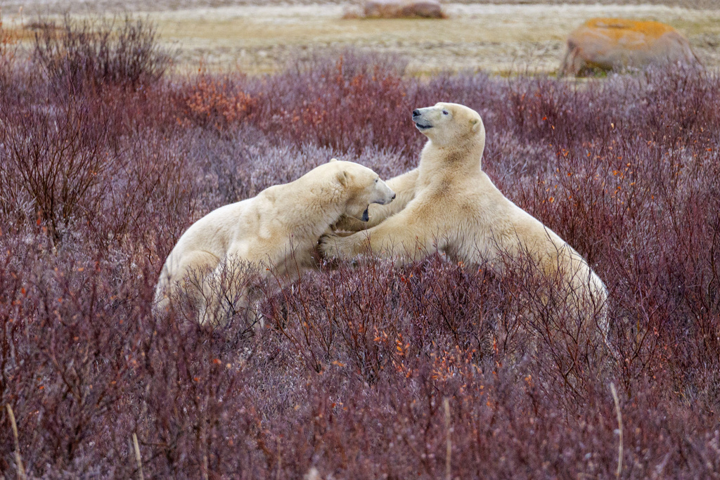 Polar Bear from Division No. 23, Unorganized, MB, CA on November 3 ...