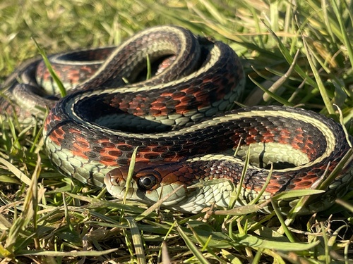 California Red-sided Garter Snake (Thamnophis sirtalis infernalis ...