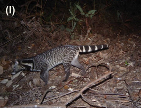 Large Indian Civet (Viverra zibetha) - Know Your Mammals