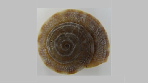Heliacus implexus (Gastropods of the United States Pt.4) · iNaturalist