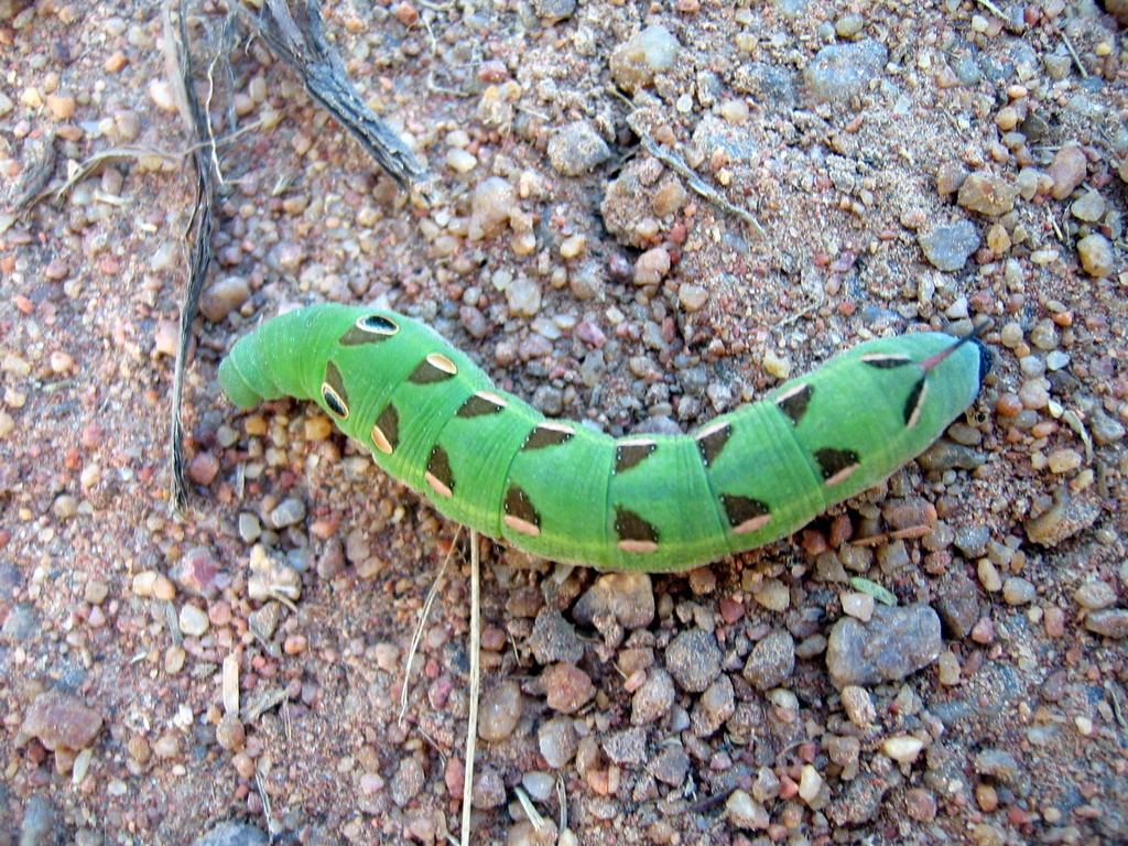 Small Verdant Hawkmoth from Bojanala, South Africa on April 6, 2006 at ...