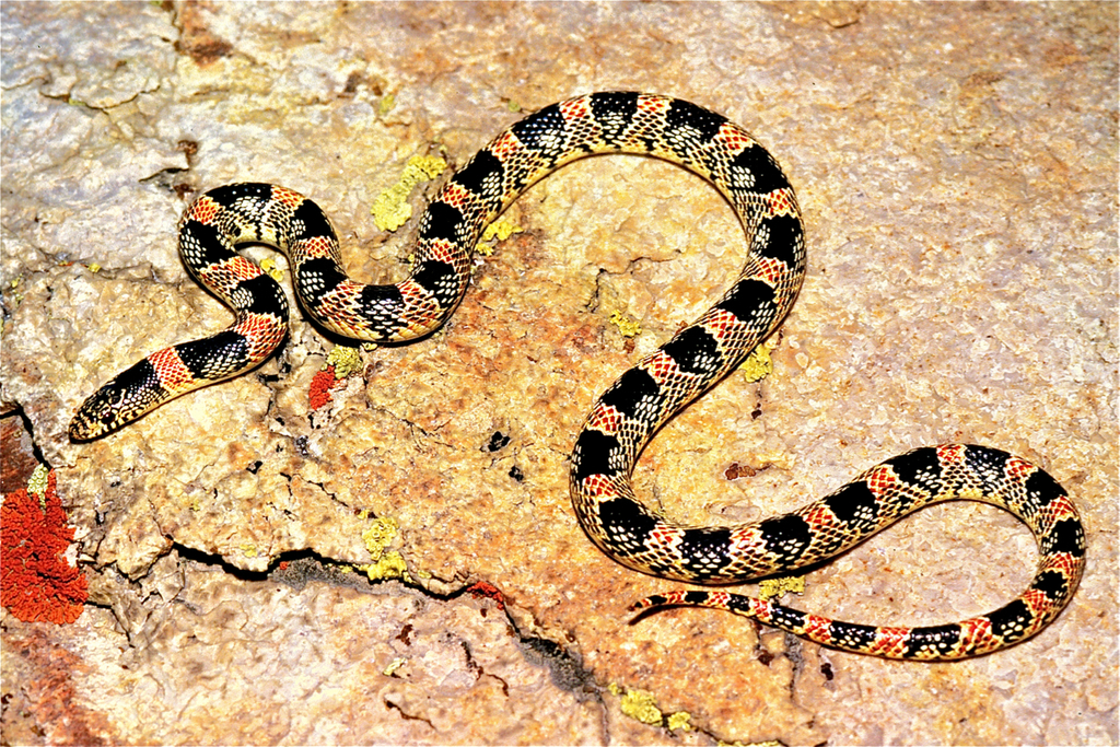 Long-nosed Snake from Owyhee County, ID, USA on August 14, 1973 at 08: ...