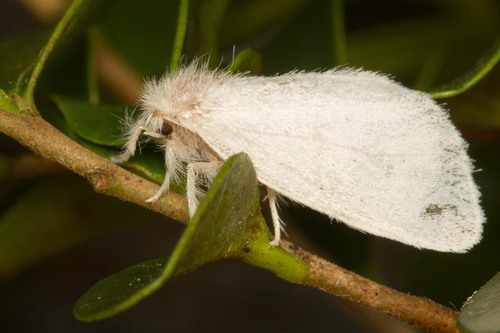 Orvasca aliena · iNaturalist