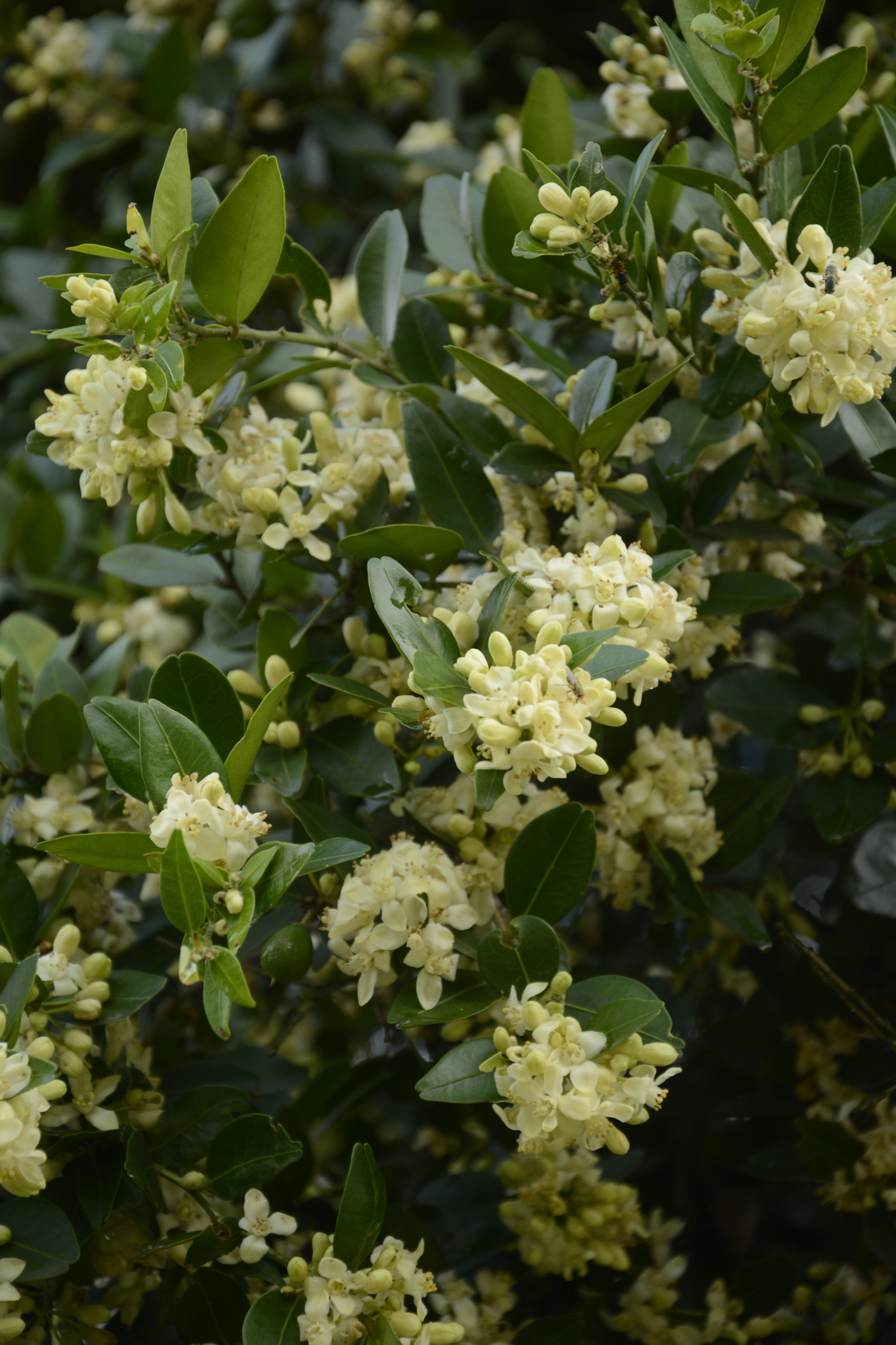 Atalantia monophylla (Roxb.) A.DC.