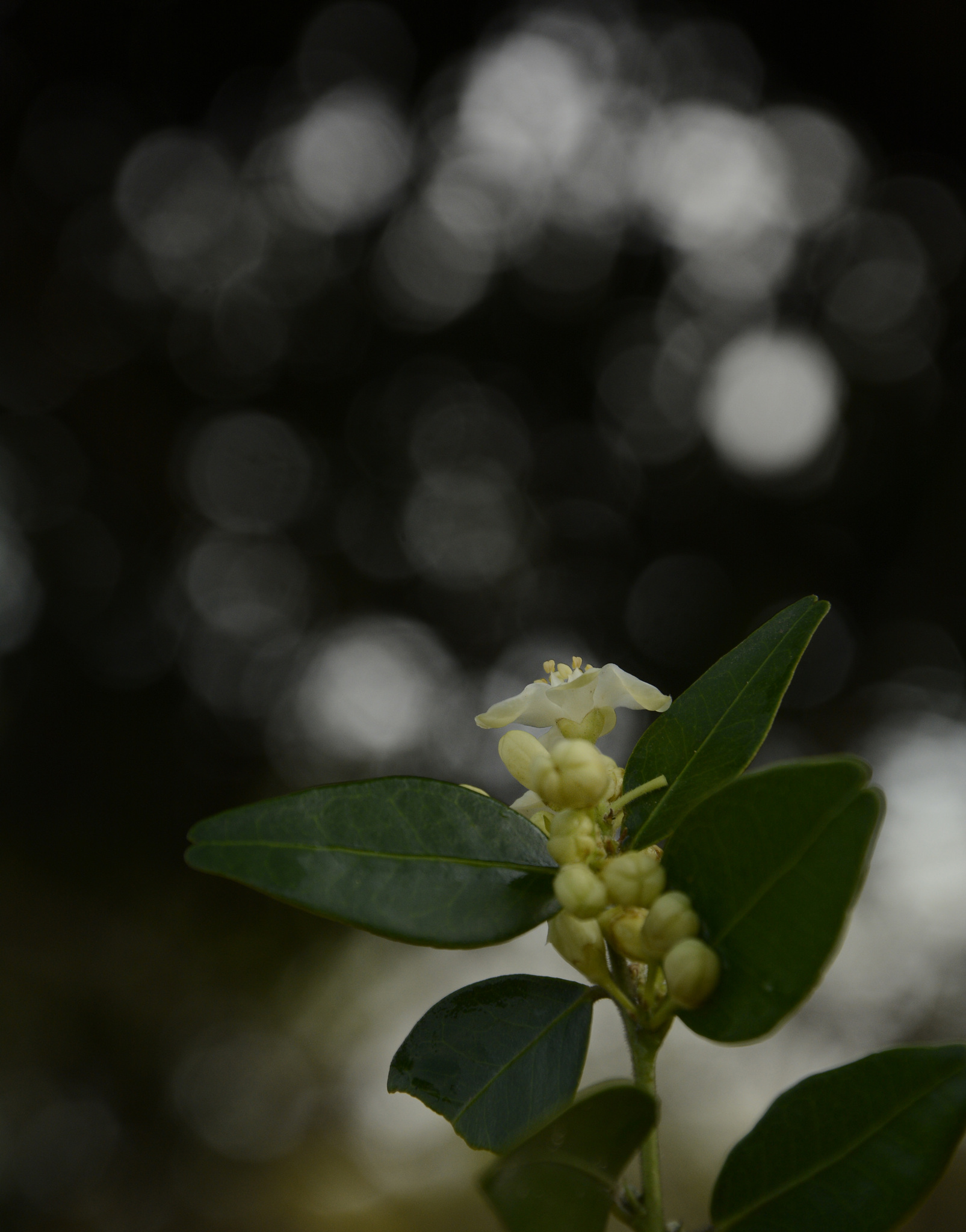 Atalantia monophylla (Roxb.) A.DC.