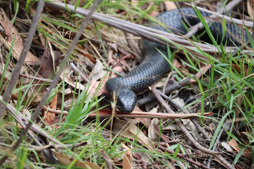 Red-bellied Black Snake (Pseudechis porphyriacus) - Snakes and Lizards