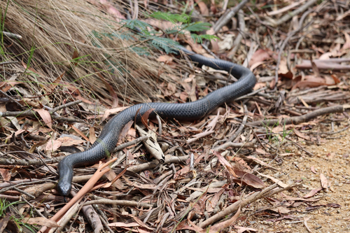 Red-bellied Black Snake (Pseudechis porphyriacus) - Snakes and Lizards
