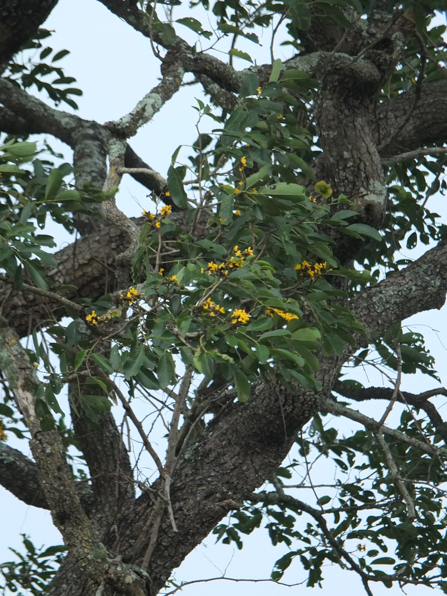 Pterocarpus marsupium Roxb.