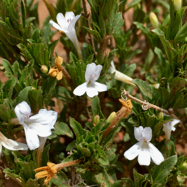 Dyschoriste setigera (Acanthaceae of Eswatini) · BioDiversity4All