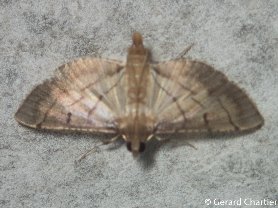 Lesser Rice-leafroller from Tatai Commune, Koh Kong Province, Cambodia on January 19, 2020 at 10 ...