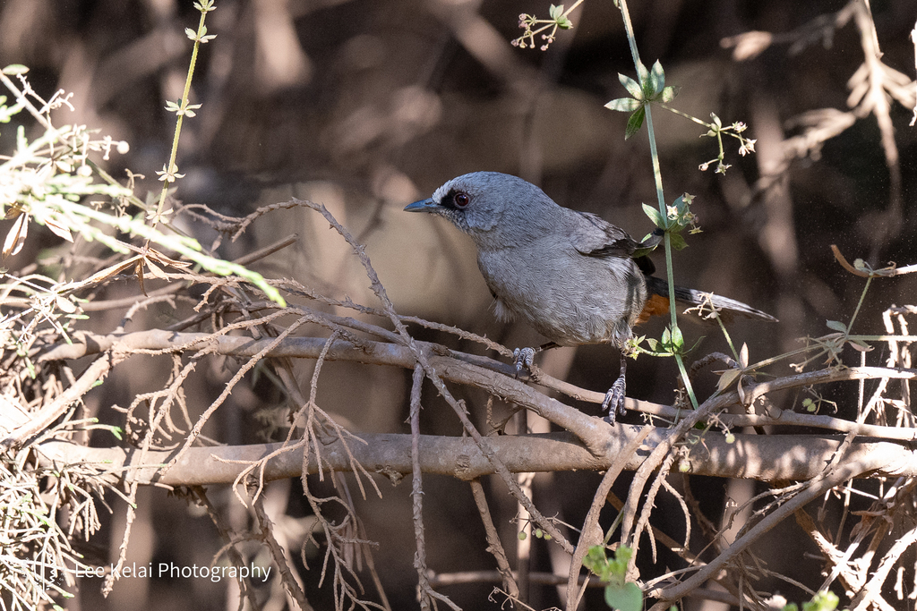 Abyssinian Catbird in January 2026 by leekelai · iNaturalist