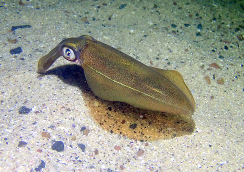 Southern Reef Squid (Parsley Bay and Surrounds Marine Invertebrates ...