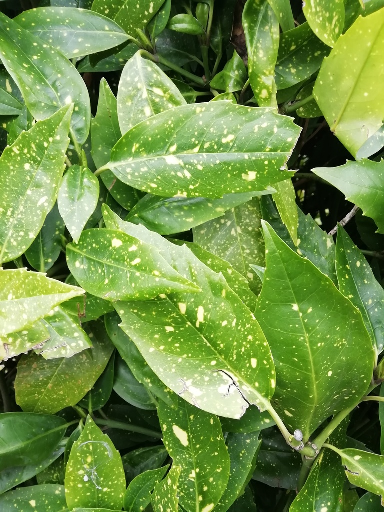 Aucuba ringspot virus from Manchester, England, United Kingdom on ...