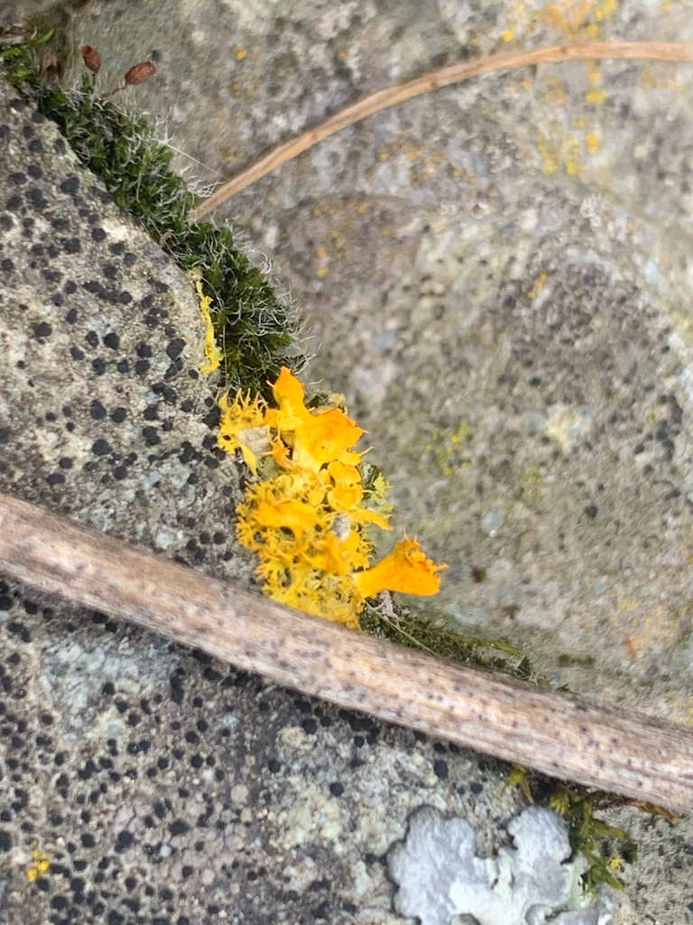 Teloschistes velifer from Queenstown-Wakatipu Ward, Otago, NZ on ...