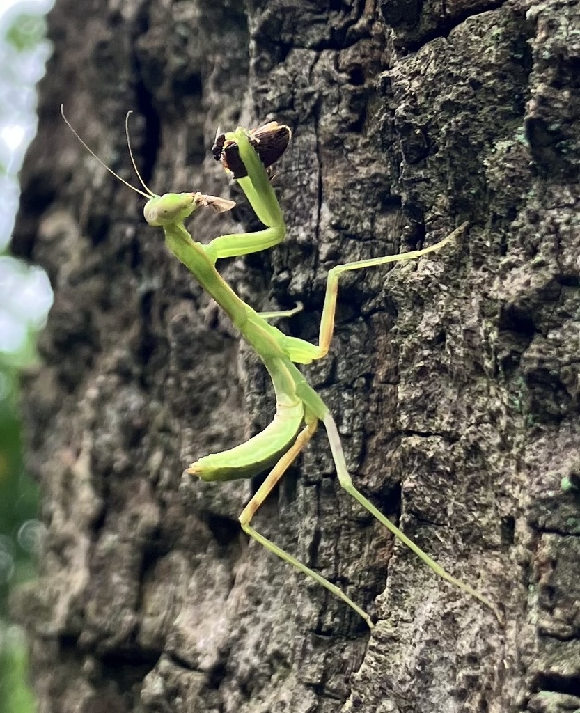 Giant Asian Mantis in July 2025 by Banana Namekuji · iNaturalist
