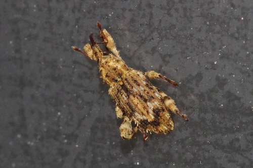 Acicnemis azumai · iNaturalist