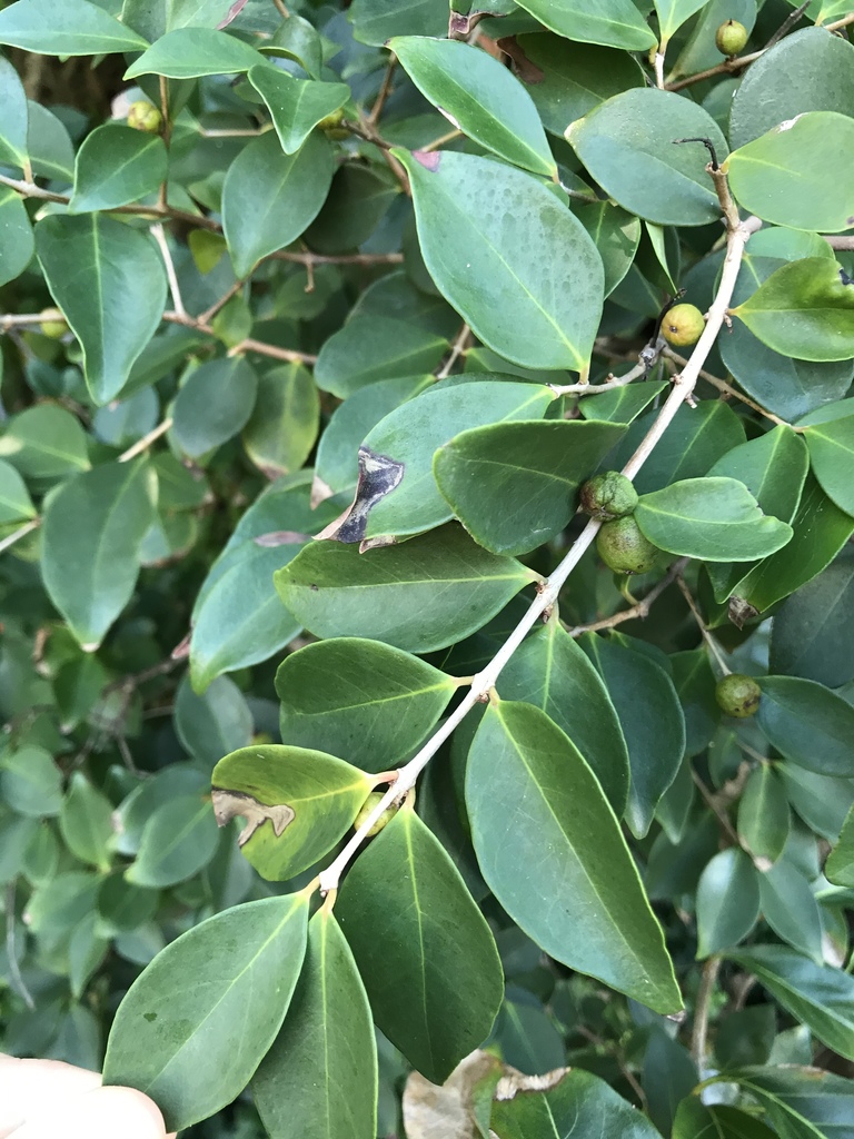 White Stopper in February 2020 by greensxm. Berries turning black in ...