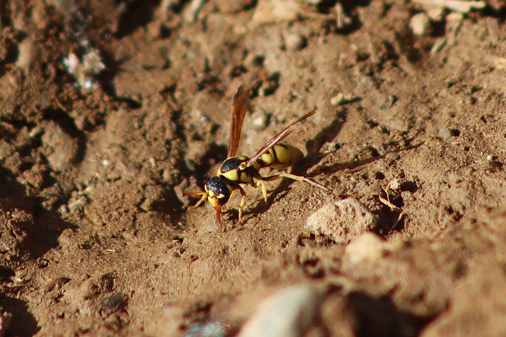 Potter and Mason Wasps from Sarah Baartman District Municipality, South ...