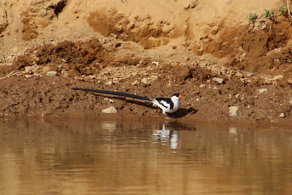 Pin-tailed Whydah from Cacadu, ZA-EC, ZA on January 16, 2026 at 04:53 ...