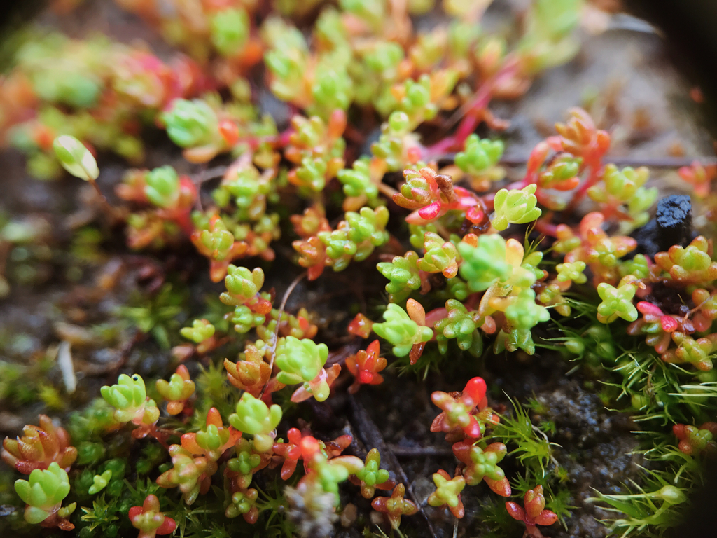 sand pygmyweed from American River Parkway, Fair Oaks, CA, US on ...