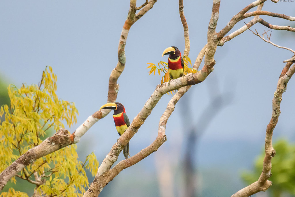 Red-necked Aracari (Pteroglossus bitorquatus) - Avian Discovery
