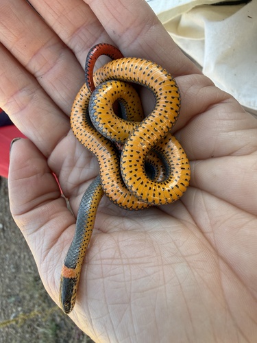 ring-necked snake (Diadophis punctatus) - Snakes and Lizards