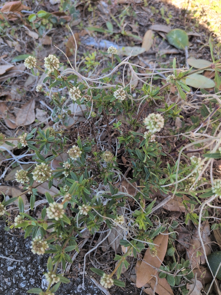 shrubby false buttonweed from Wildwood, FL, USA on January 16, 2026 at ...