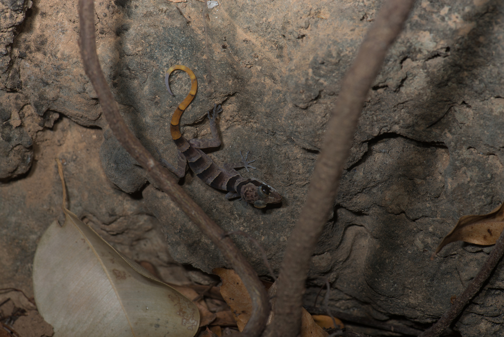 Jaeger's Bent-toed Gecko in May 2014 by Thomas Calame · iNaturalist