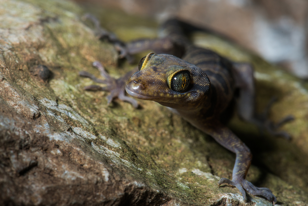 Hinnamno Bent-toed Gecko from Khammouane, Laos on May 25, 2014 at 08:14 ...