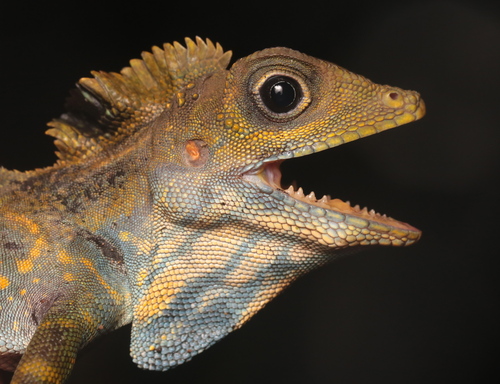 Malayan Crested Lizard (Gonocephalus grandis) - Snakes and Lizards