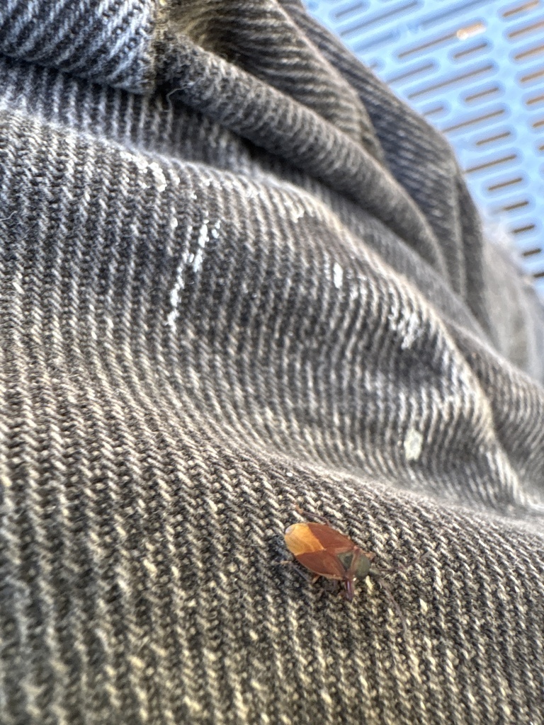 Gastrodes pacificus from Collard Lake Way, Florence, OR, US on January ...