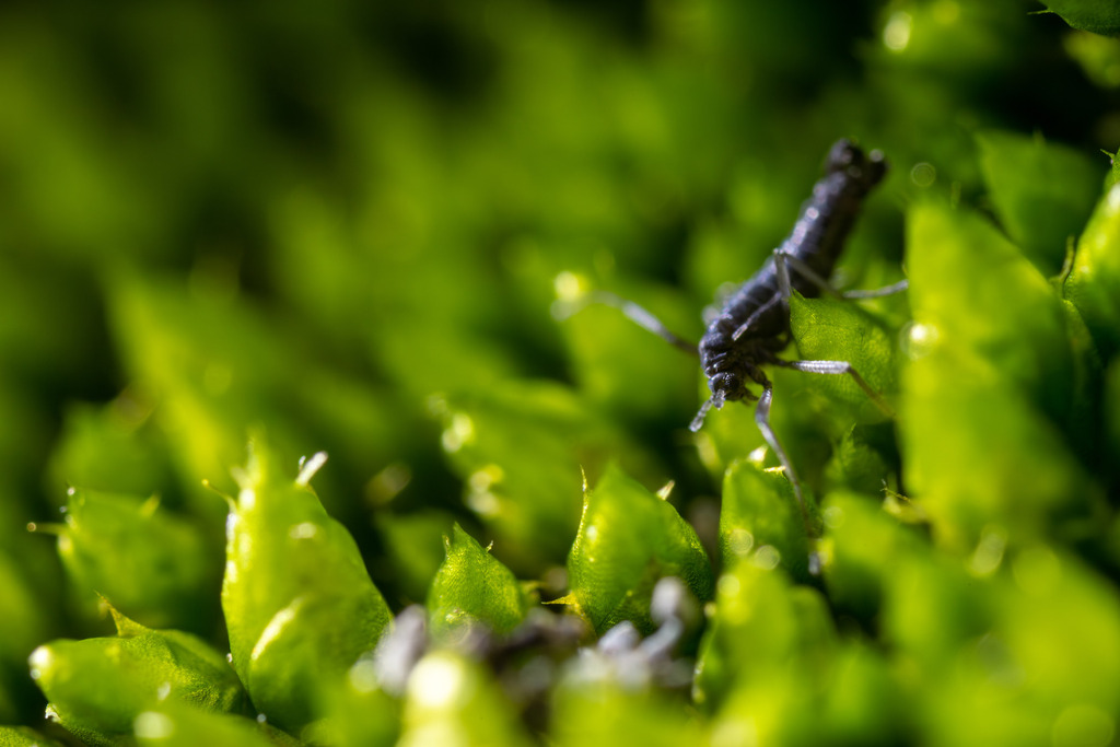 Antarctic Midge from Brown Station on November 6, 2025 at 02:28 PM by ...