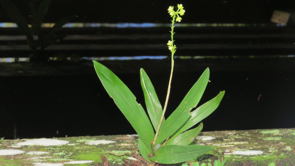 yellow helmet orchid in August 2019 by obrock. Identified by a placard ...