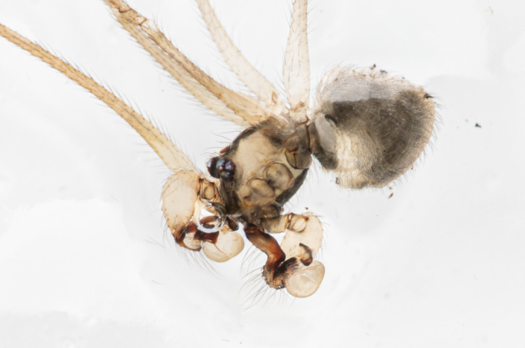 Spotted Cellar Spiders from City Centre, Oxford, UK on January 15, 2026 ...