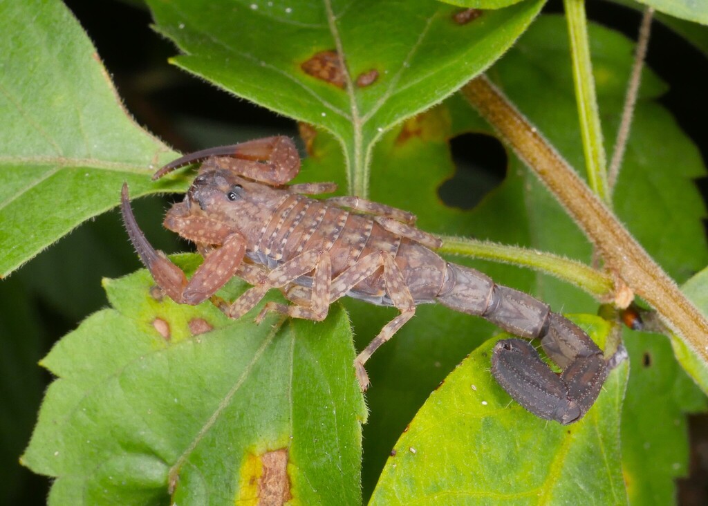Tityus pachyurus from La Mesa, Cundinamarca, Colombia on January 15 ...