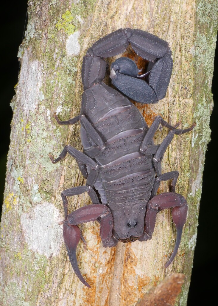 Tityus pachyurus from 252601, La Mesa, Cundinamarca, Colombia on ...