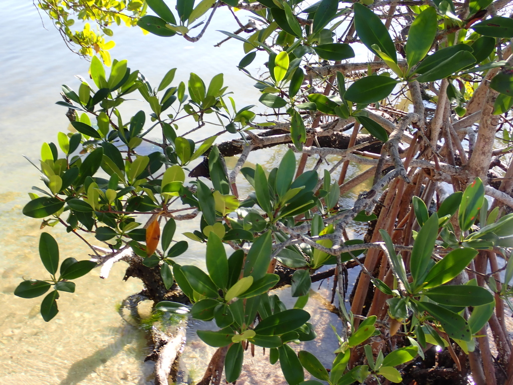 Mangrove Skipper in December 2025 by Moses J. Michelsohn · iNaturalist
