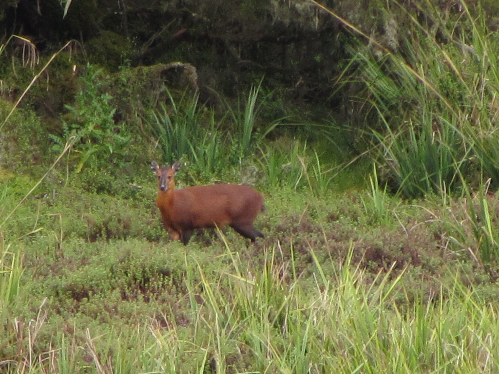 Cephalophorus in November 2011 by M Rutherford · iNaturalist