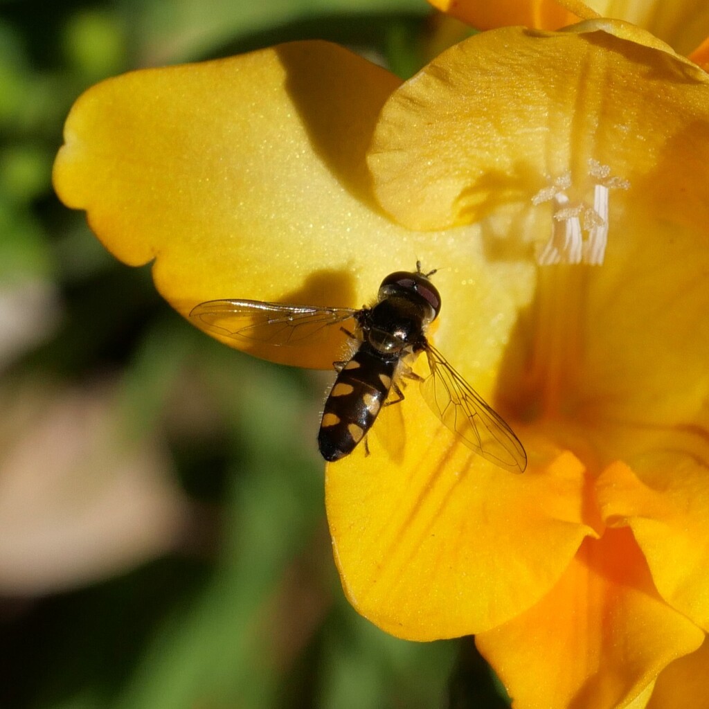 Austrosyrphus from Sydney NSW, Australia on August 25, 2019 at 08:39 AM ...