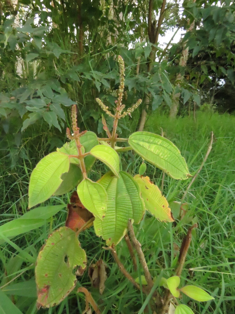 Miconia aeruginosa (Plantas en Supía, Caldas) · iNaturalist