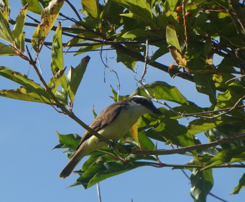 Great Kiskadee from Paget Marsh, Bermuda on February 04, 2020 at 01:32 ...