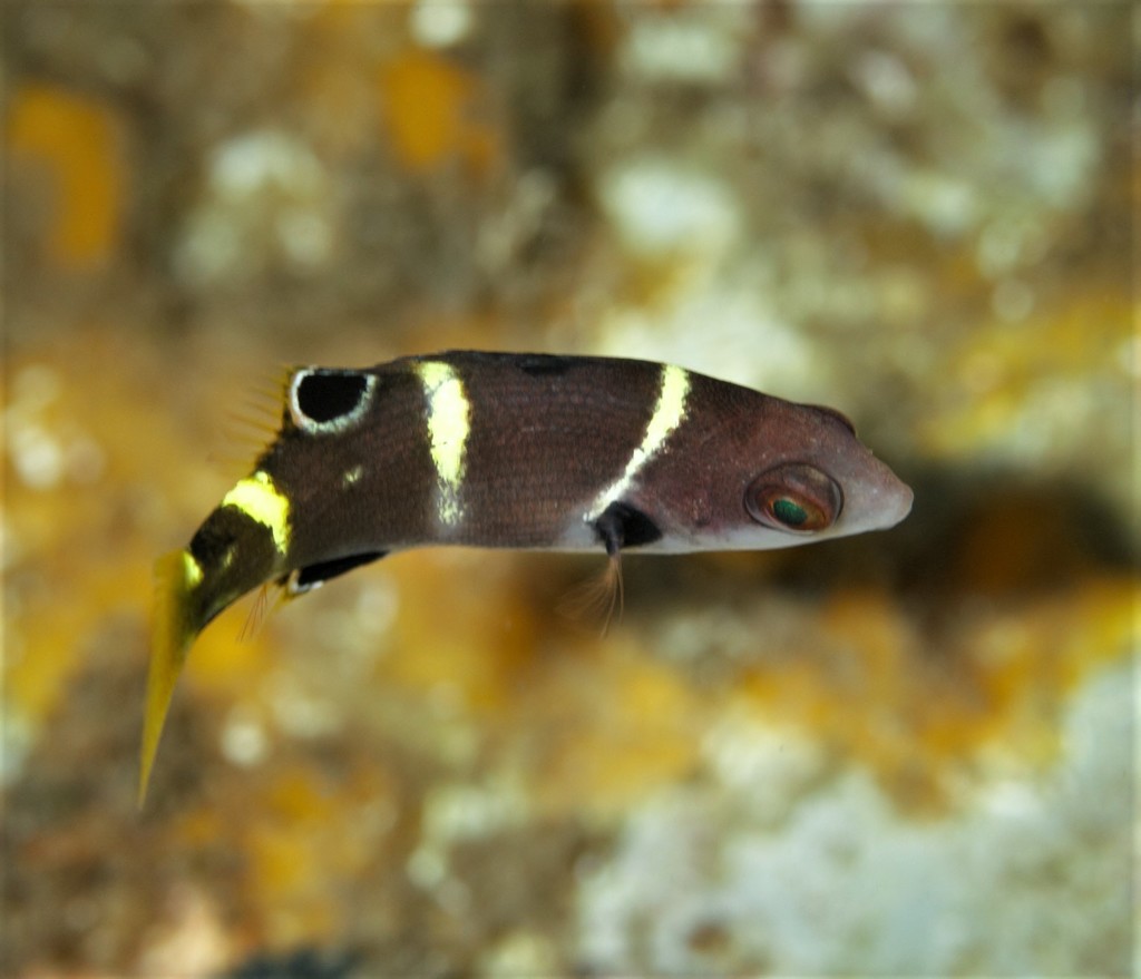 Foxfish (Bodianus frenchii) - Marine Life Identification