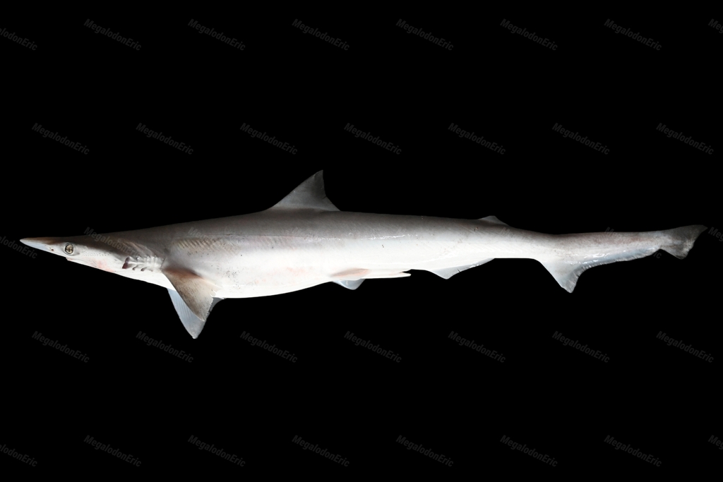 Pacific Spadenose Shark (Scoliodon macrorhynchos) - Marine Life ...