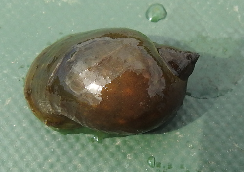 Lymnaea ovata · iNaturalist
