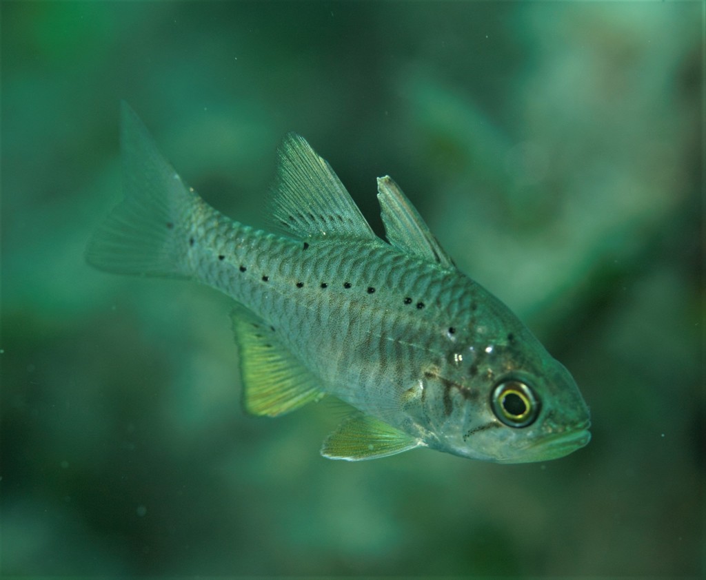 Western Gobbleguts (Ostorhinchus rueppellii) - Marine Life Identification