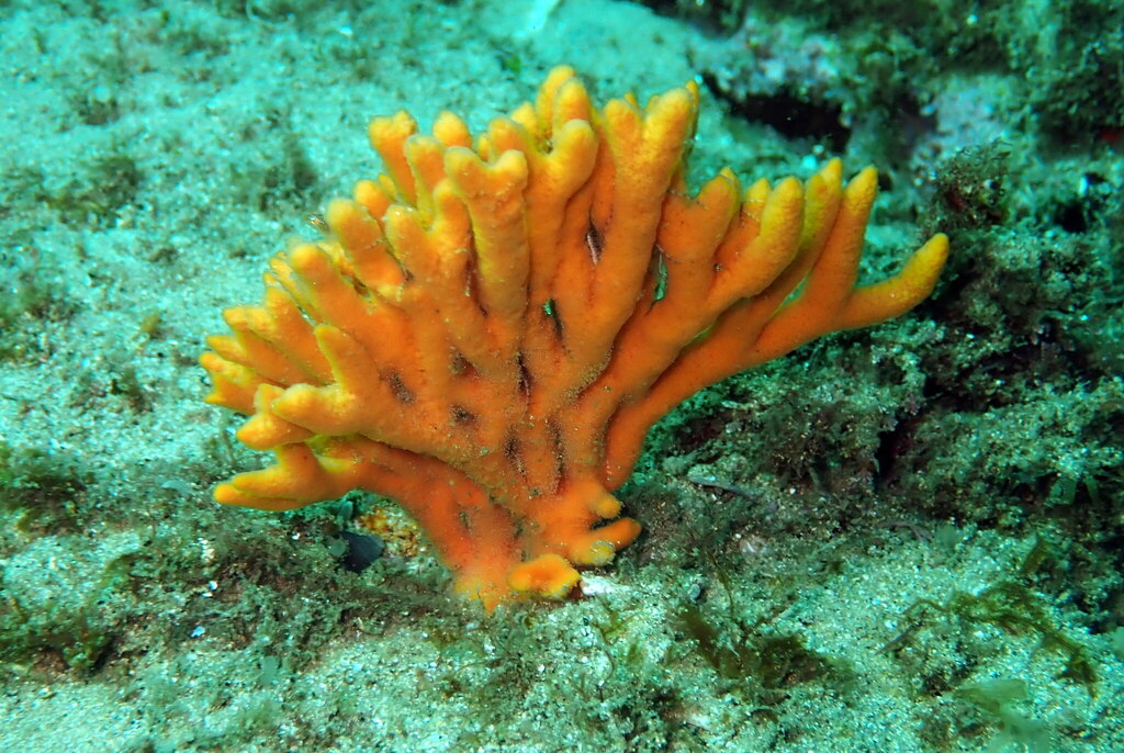 Axinellida from Sutherland Shire - East, AU-NS, AU on April 17, 2019 at ...