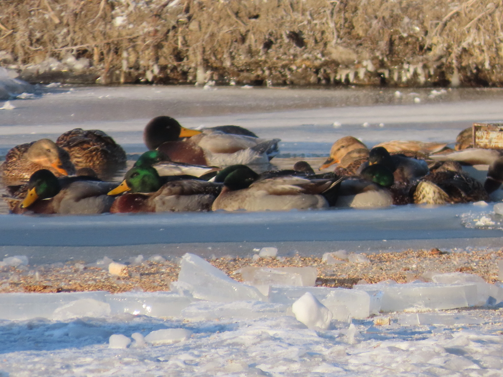 Mallard from Павловск, Воронежская обл., Россия on January 17, 2026 at ...