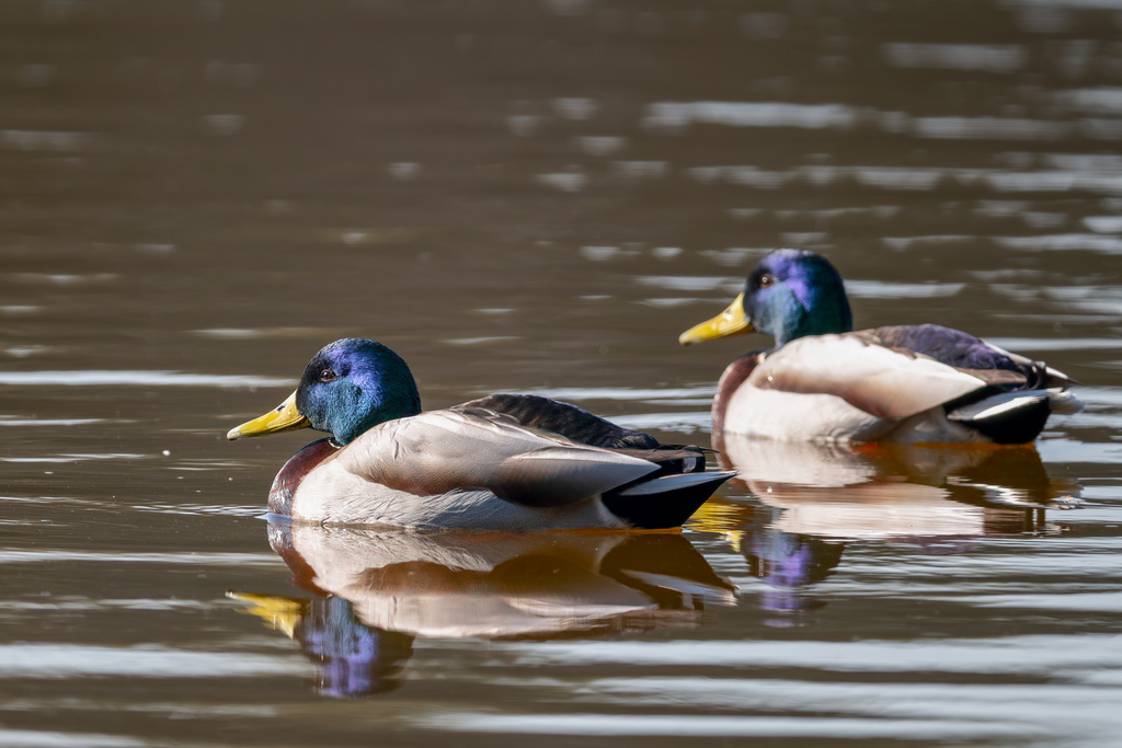 Mallard from Rinkaicho, Edogawa City, Tokyo 134-0086, Japan on January ...