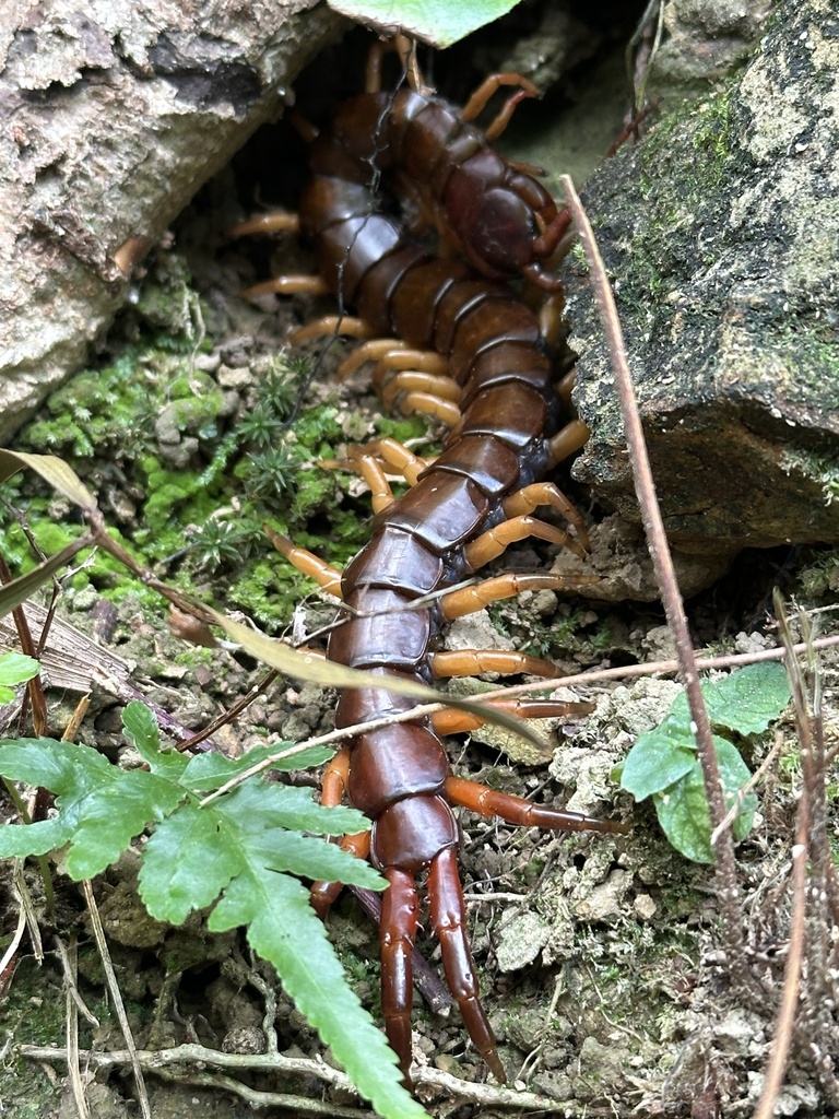 Scolopendra multidens from 臺灣島, 新店區, 新北市, TW on January 17, 2026 at 11: ...